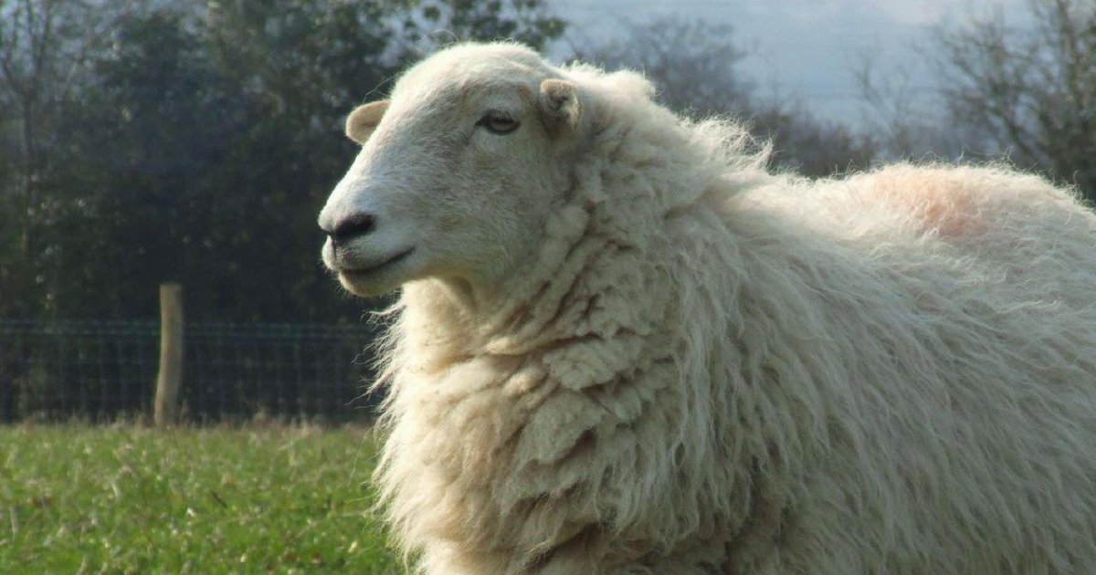 Schaap met vijf poten